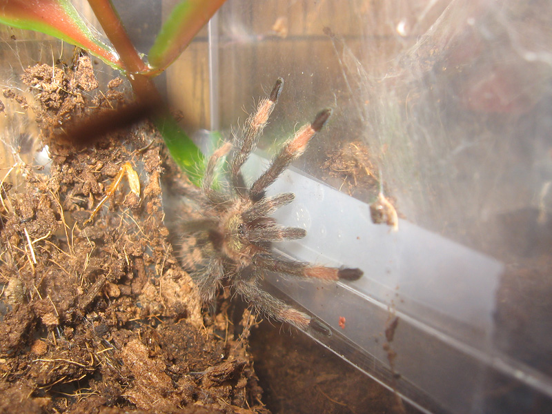 Twisted's picture thread... | Page 3 | Arachnoboards